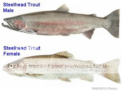 Trout and Salmon Fishing Guide : r/reddeadredemption